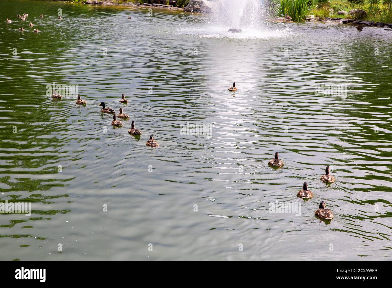 a pond with brown water bearing wild ducks flocks floating in rows ...