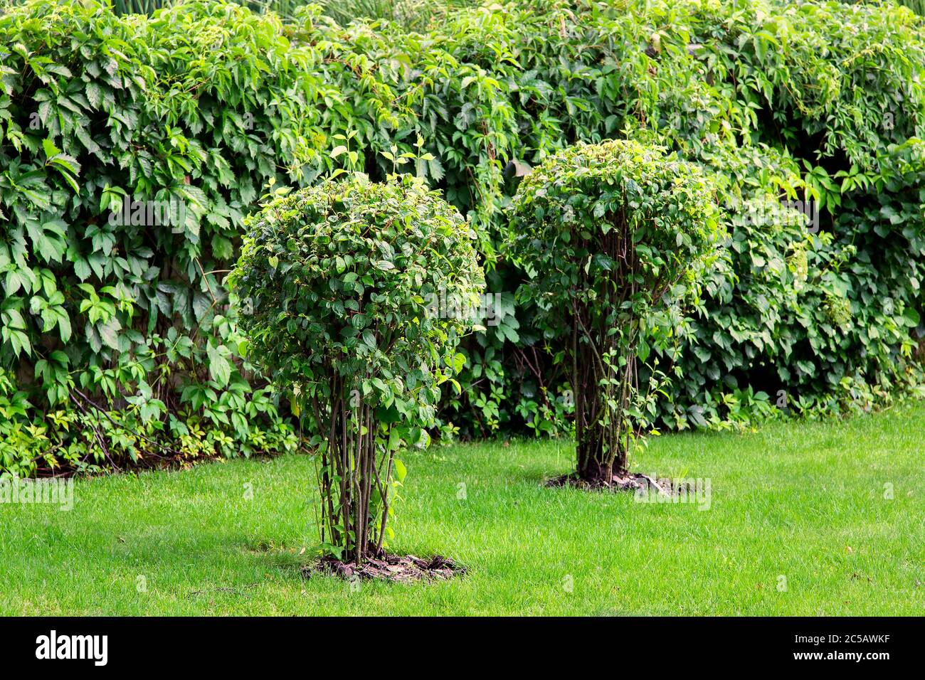 well maintained park with shrub bushes with green spaces, well ...