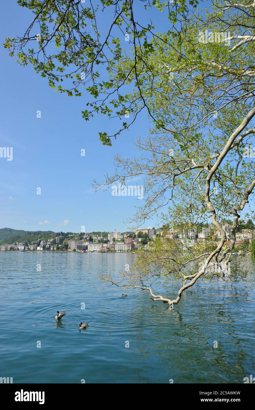 Lago Di Lugano High Resolution Stock Photography and Images - Alamy