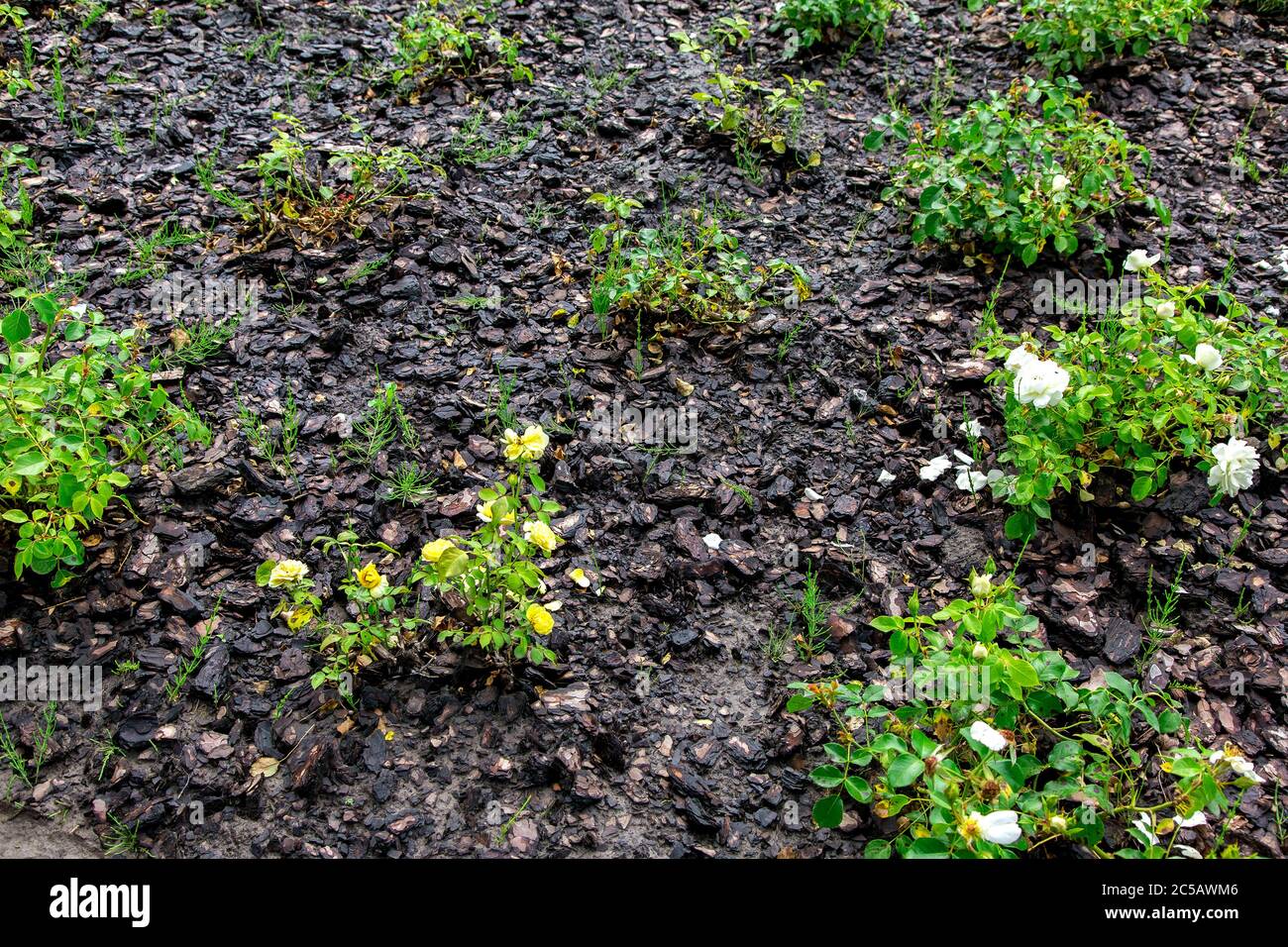 flowerbed with mulch from tree bark for growing rose bushes, gardening ...