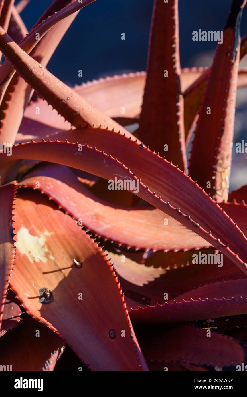 Close up of Aloe cameronii growing naturally near edge of Fish River ...