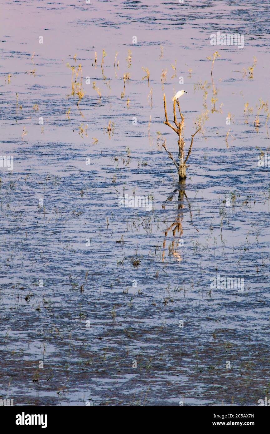 Dry tree and white heron. Sunset nature colors background. Bafa lake ...