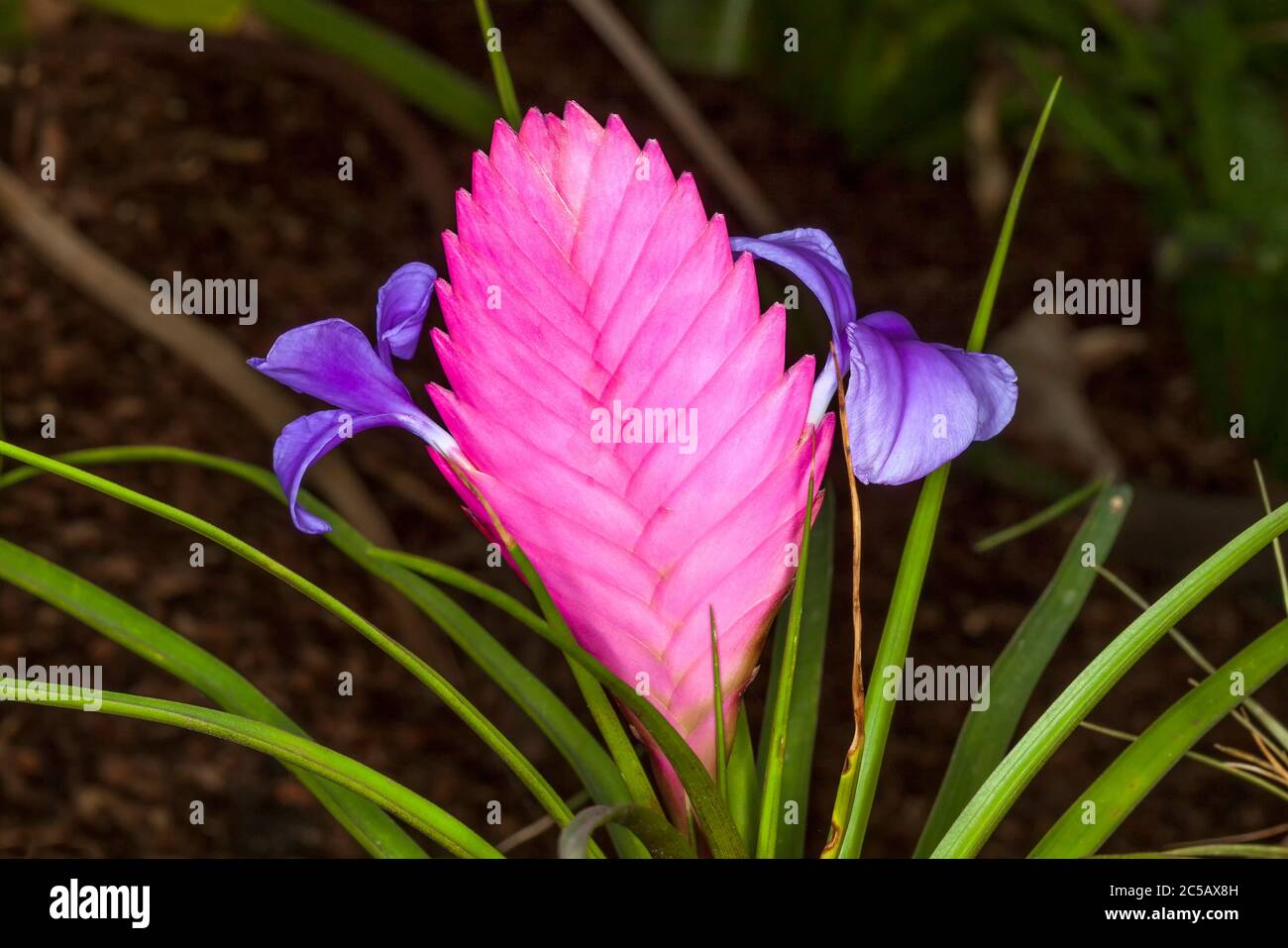Tillandsia cyanea (pink quill plant) an autumn pink flower bromeliad ...