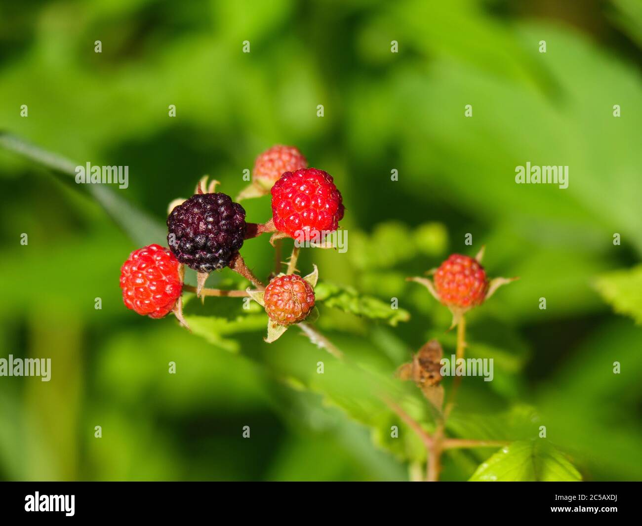 Black raspberry in various stages of ripening, Rubus occidentalis Stock ...