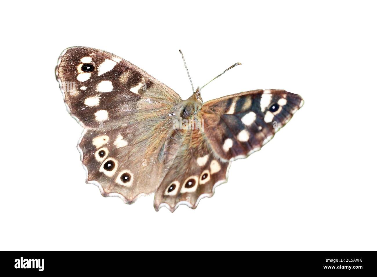 Butterfly cut out hi-res stock photography and images - Alamy