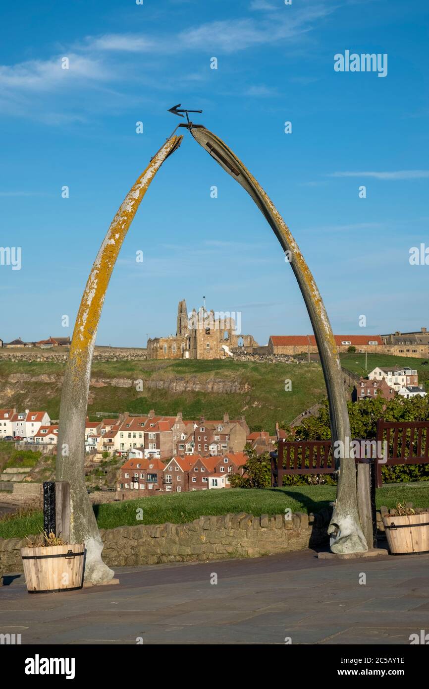 Whale bones hi-res stock photography and images - Alamy