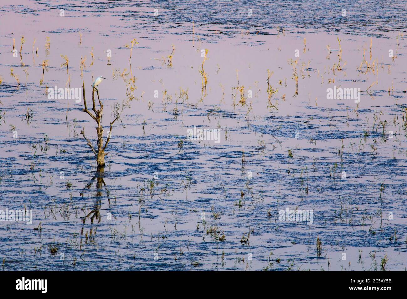 Dry tree and white heron. Sunset nature colors background. Bafa lake ...