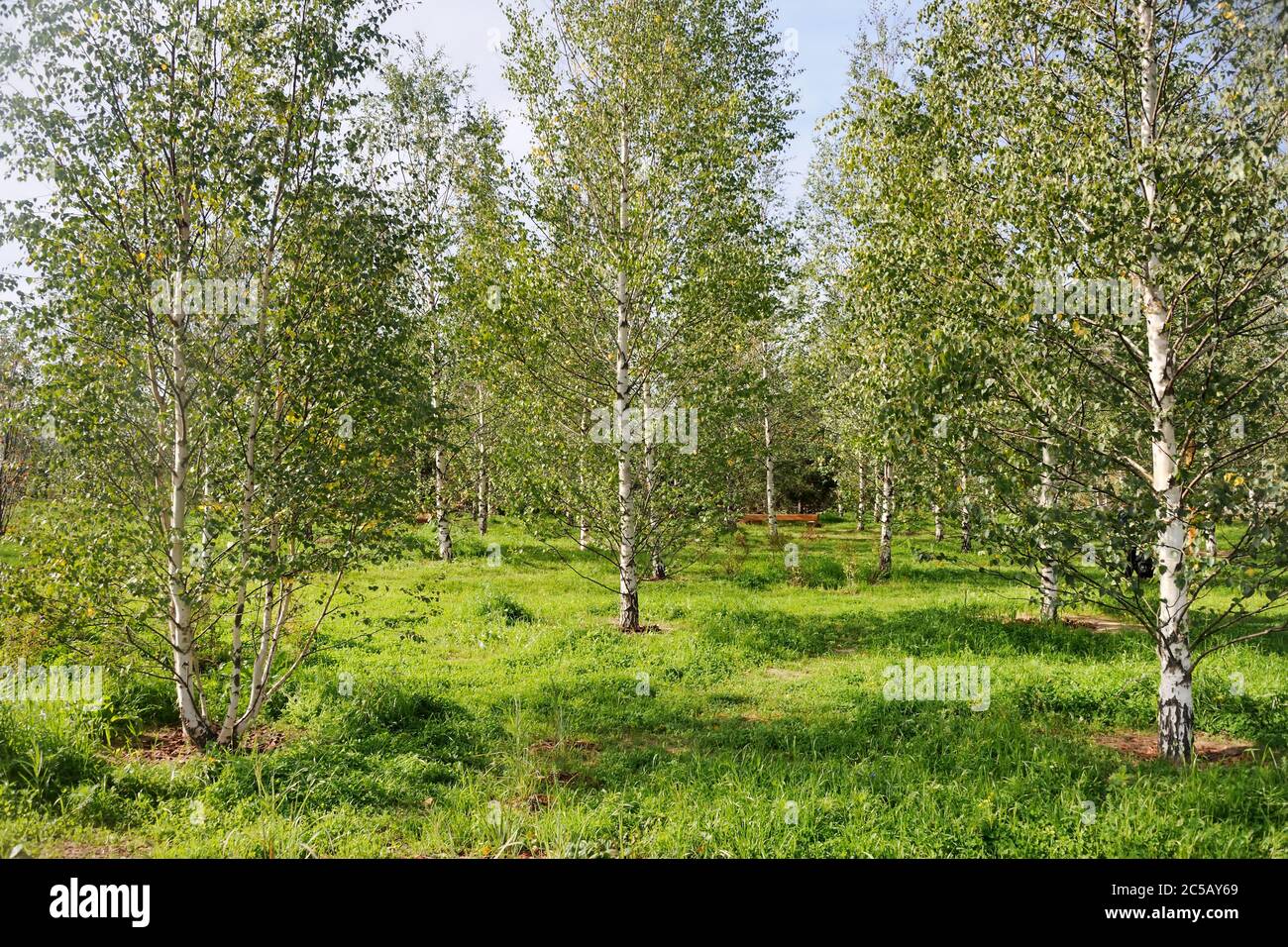 Birch tree grove hi-res stock photography and images - Alamy