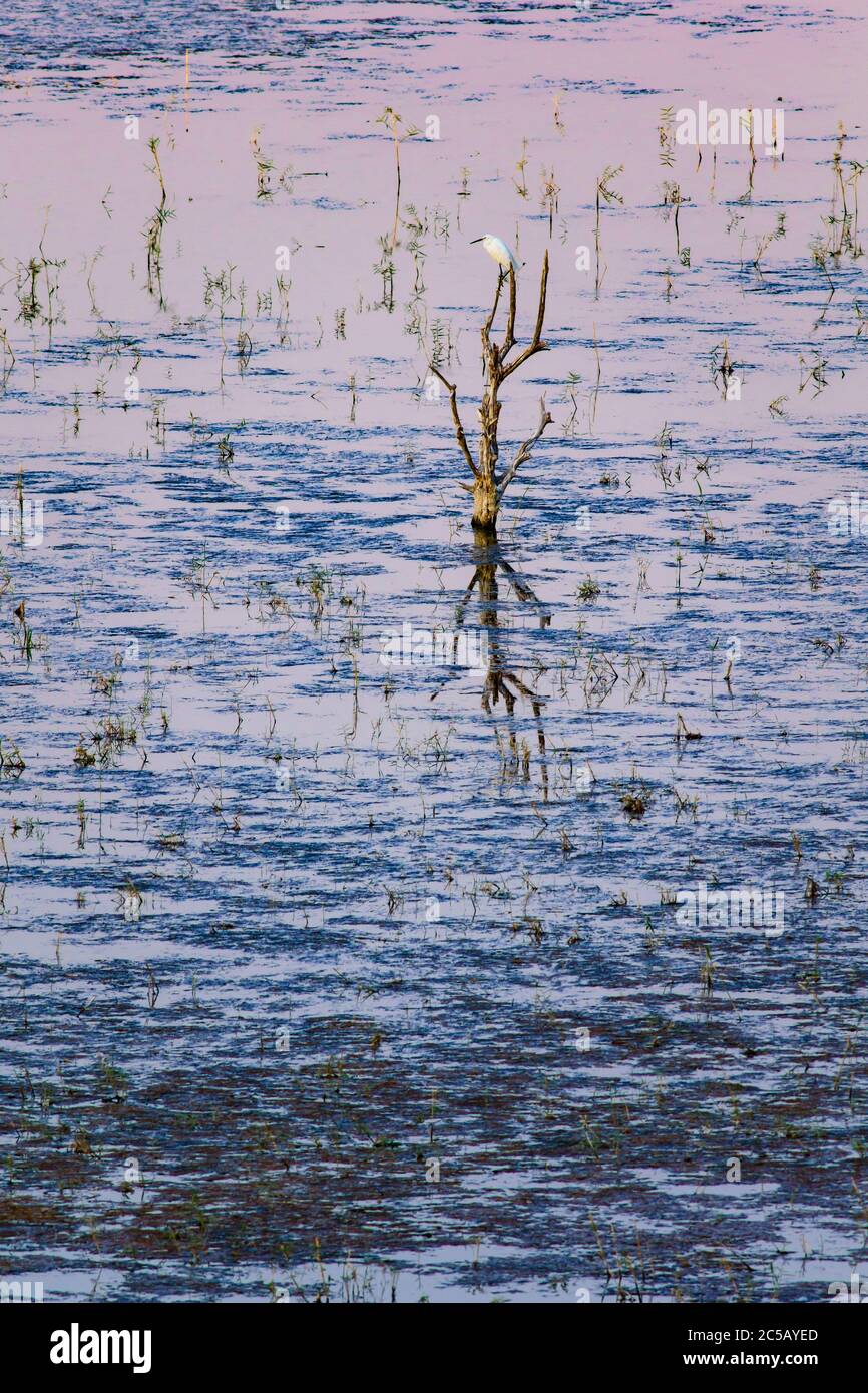 Dry tree and white heron. Sunset nature colors background. Bafa lake ...