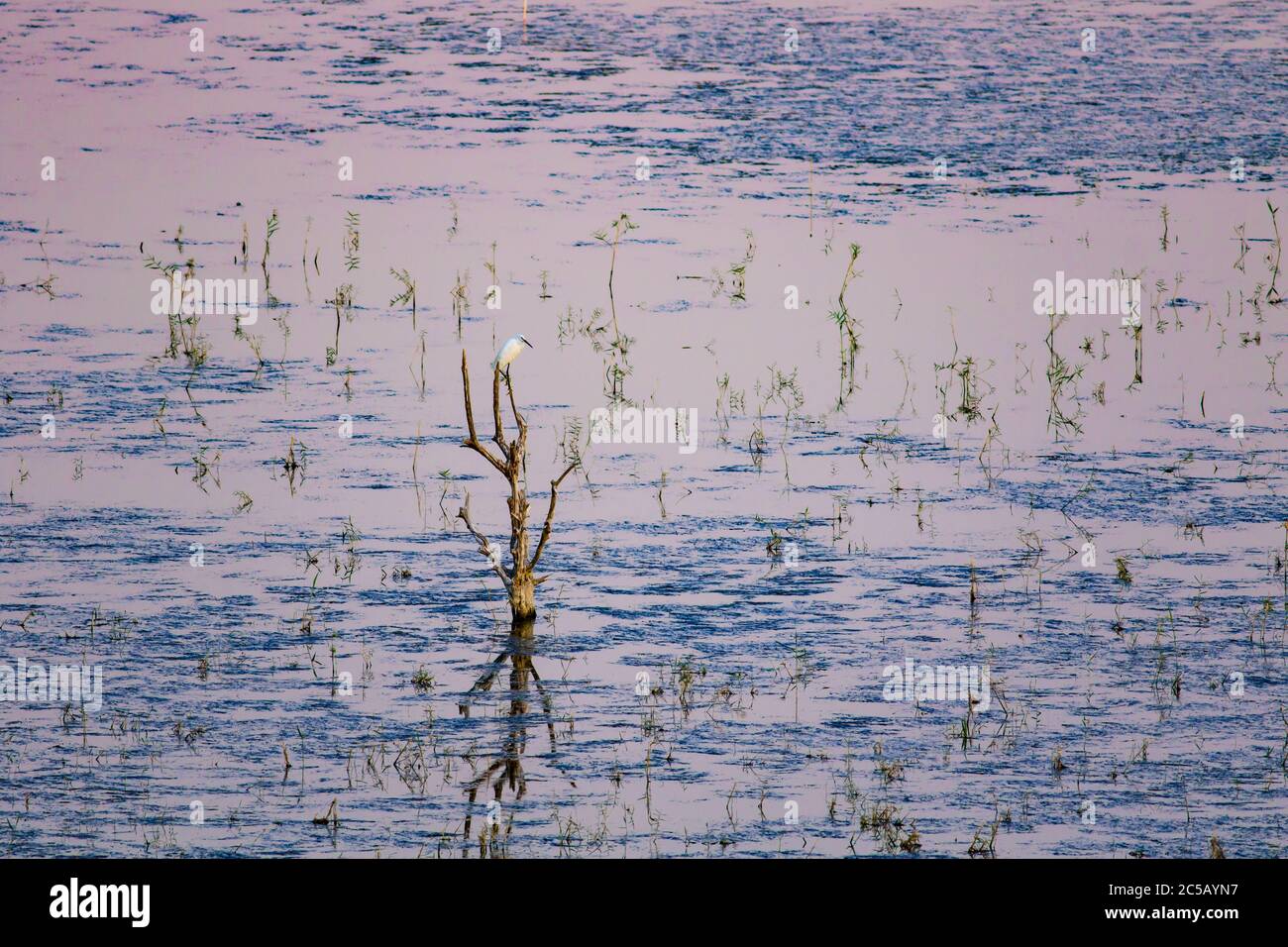 Dry tree and white heron. Sunset nature colors background. Bafa lake ...