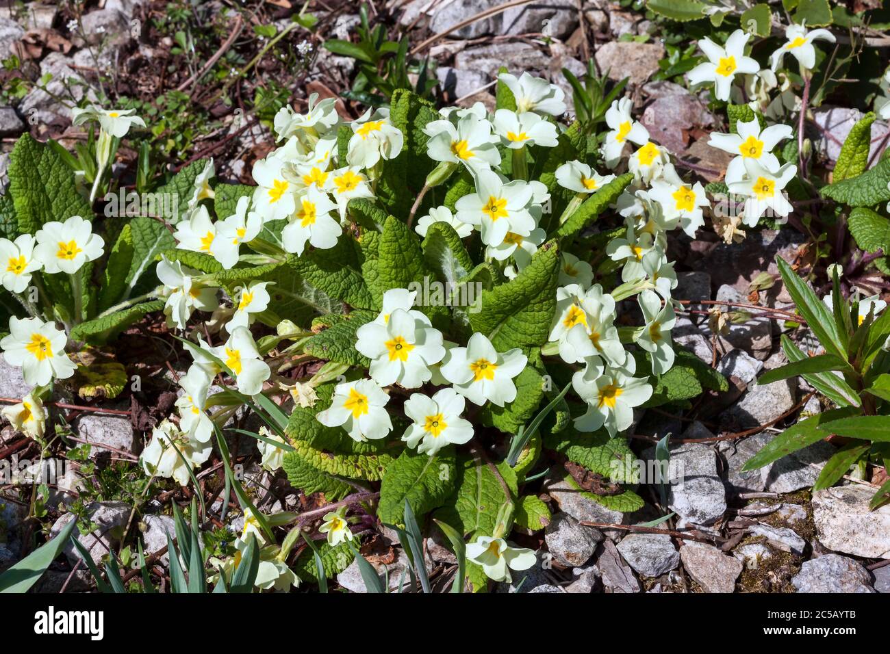 Primrose (primula vulgaris) a common yellow woodland spring flower ...