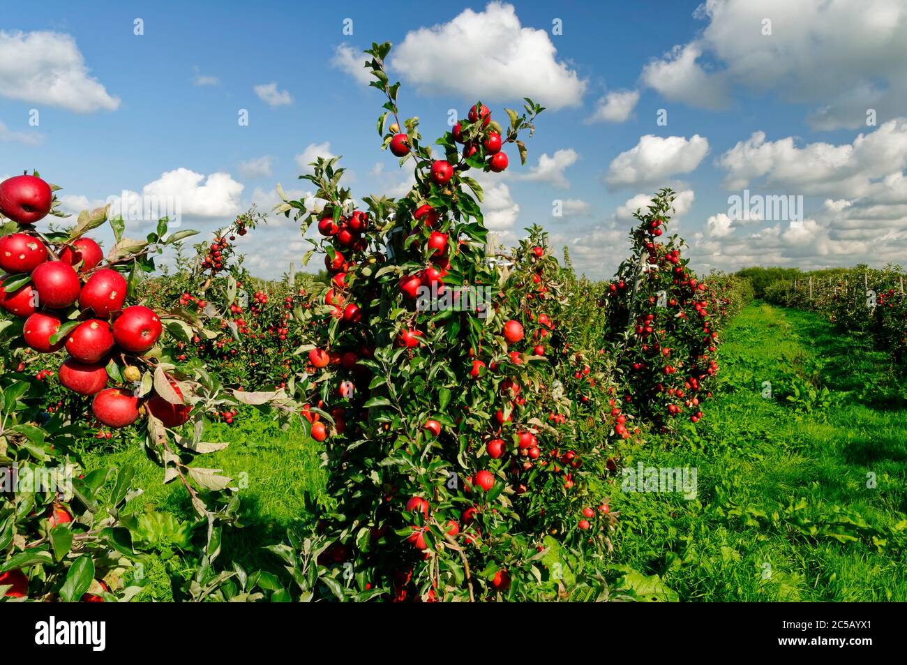 Altes obst hi-res stock photography and images - Alamy