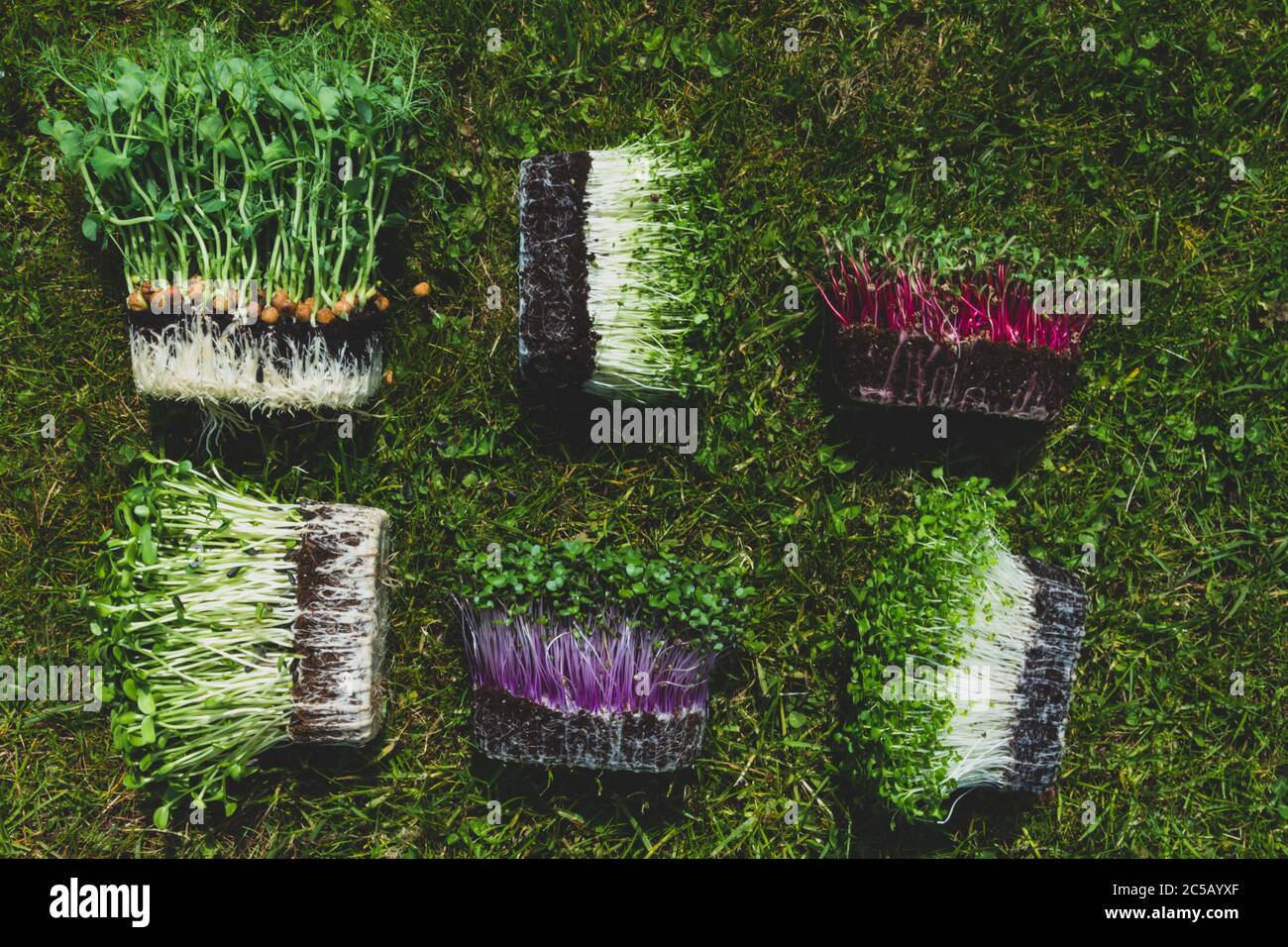 microgreen mixed sprouts, radishes, mustard, arugula, mustard. Super ...