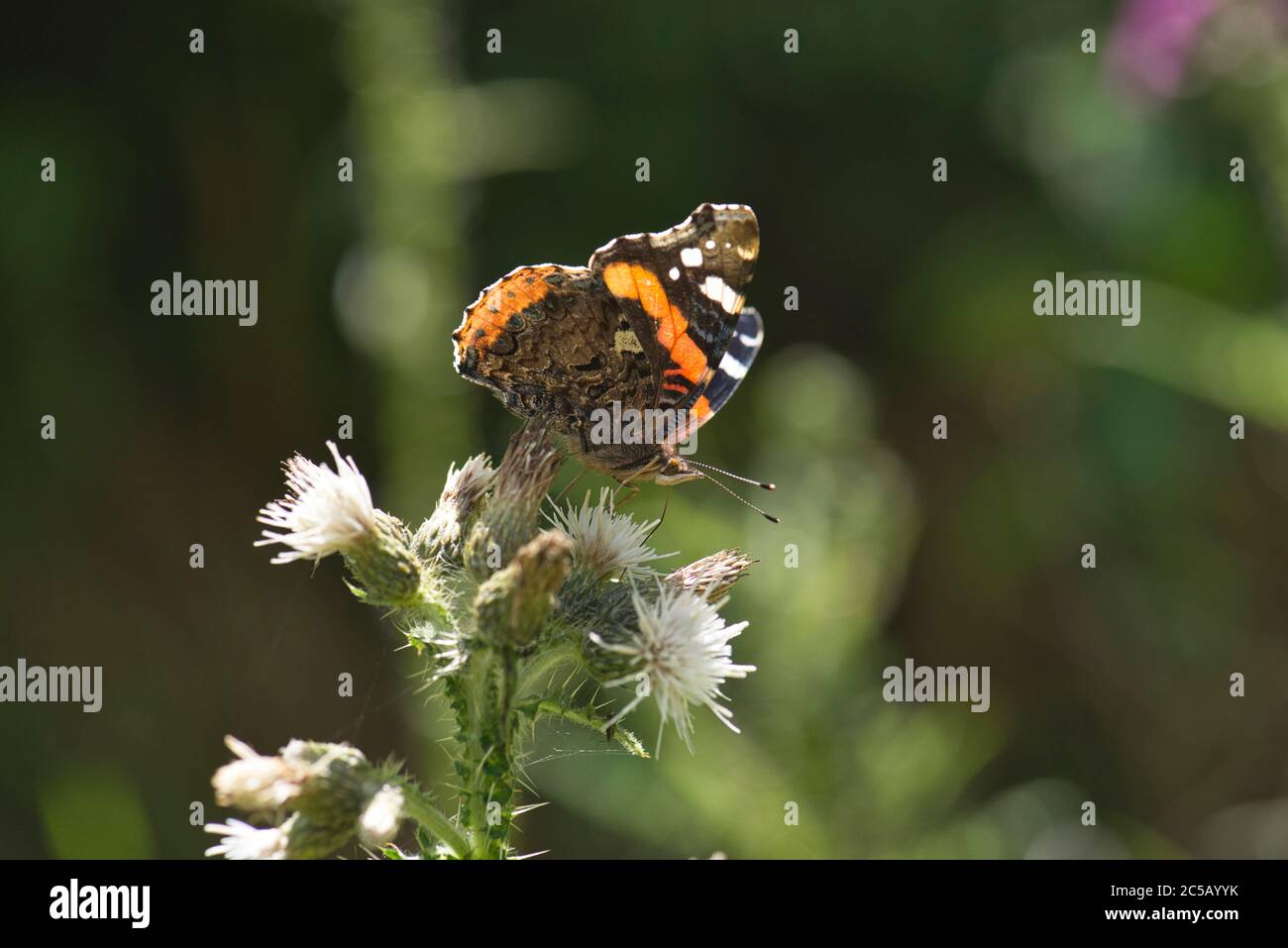 Alice holt forest uk hi-res stock photography and images - Alamy