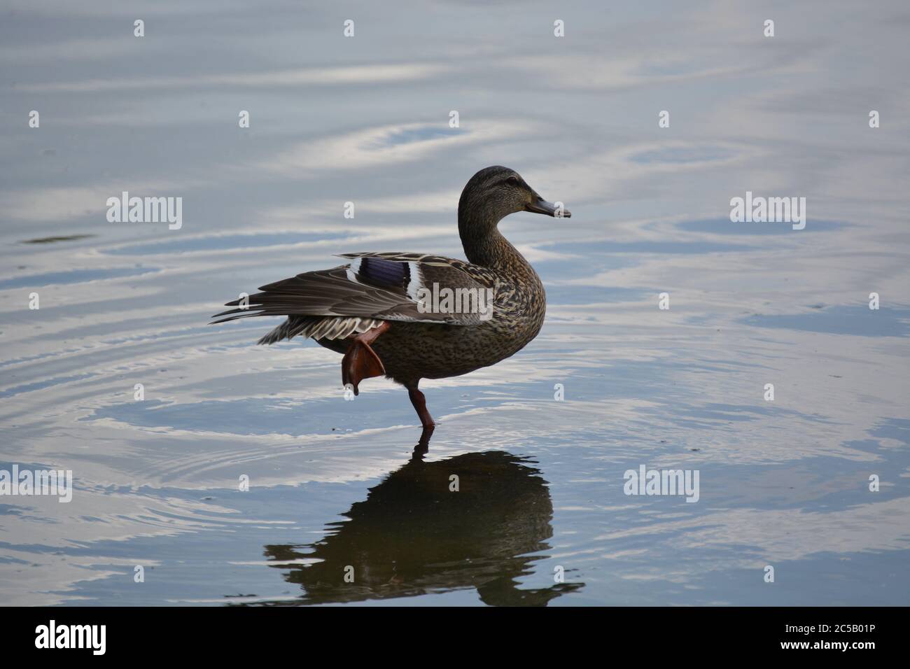 Duck feet hi-res stock photography and images - Alamy
