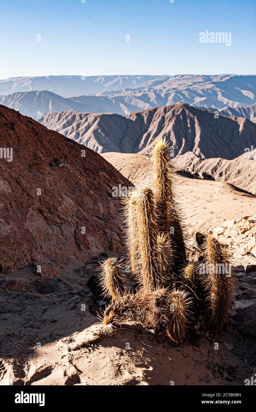 Cactus in Peruvian desert. Nasca, Department of Ica, Peru Stock Photo ...