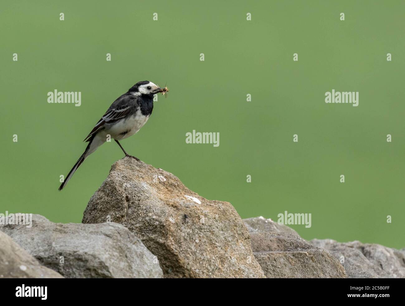 A single Pied Wagtail (UK) perched on a dry stone wall against a blank ...