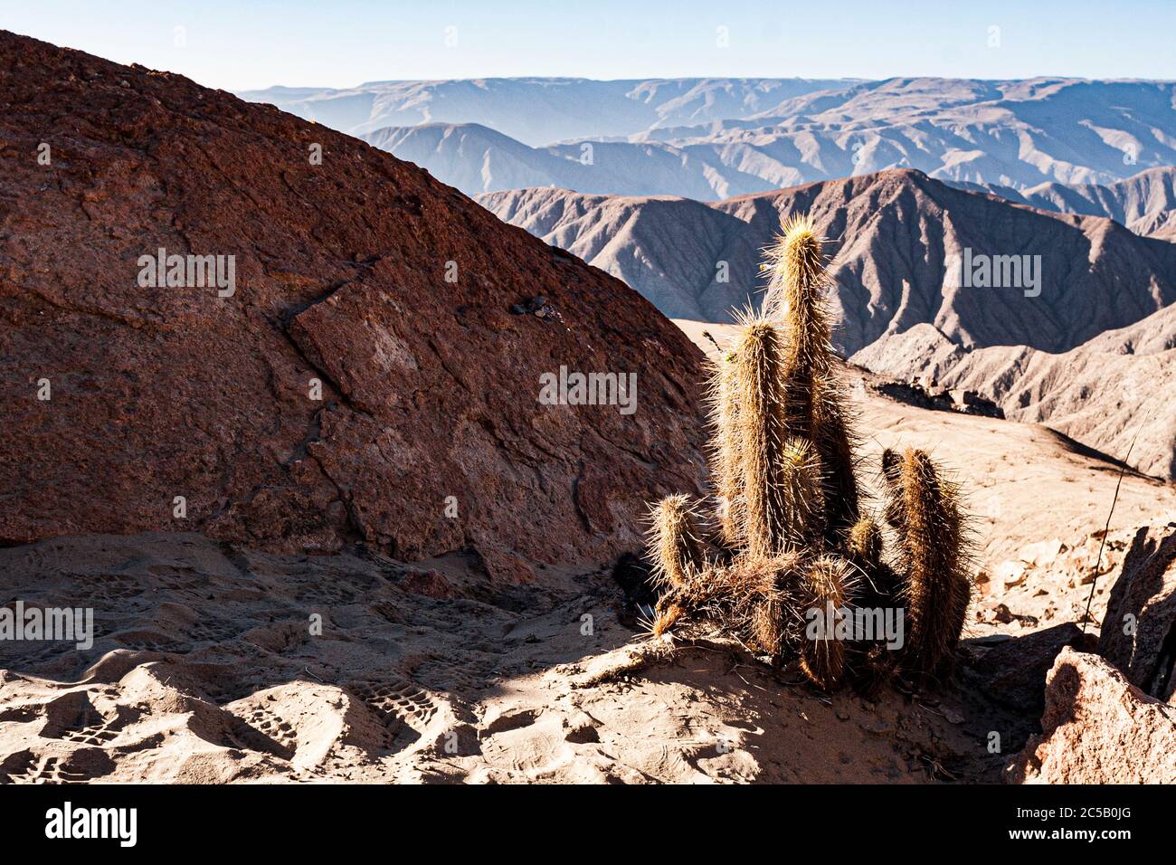 Peruvian cactus hi-res stock photography and images - Alamy