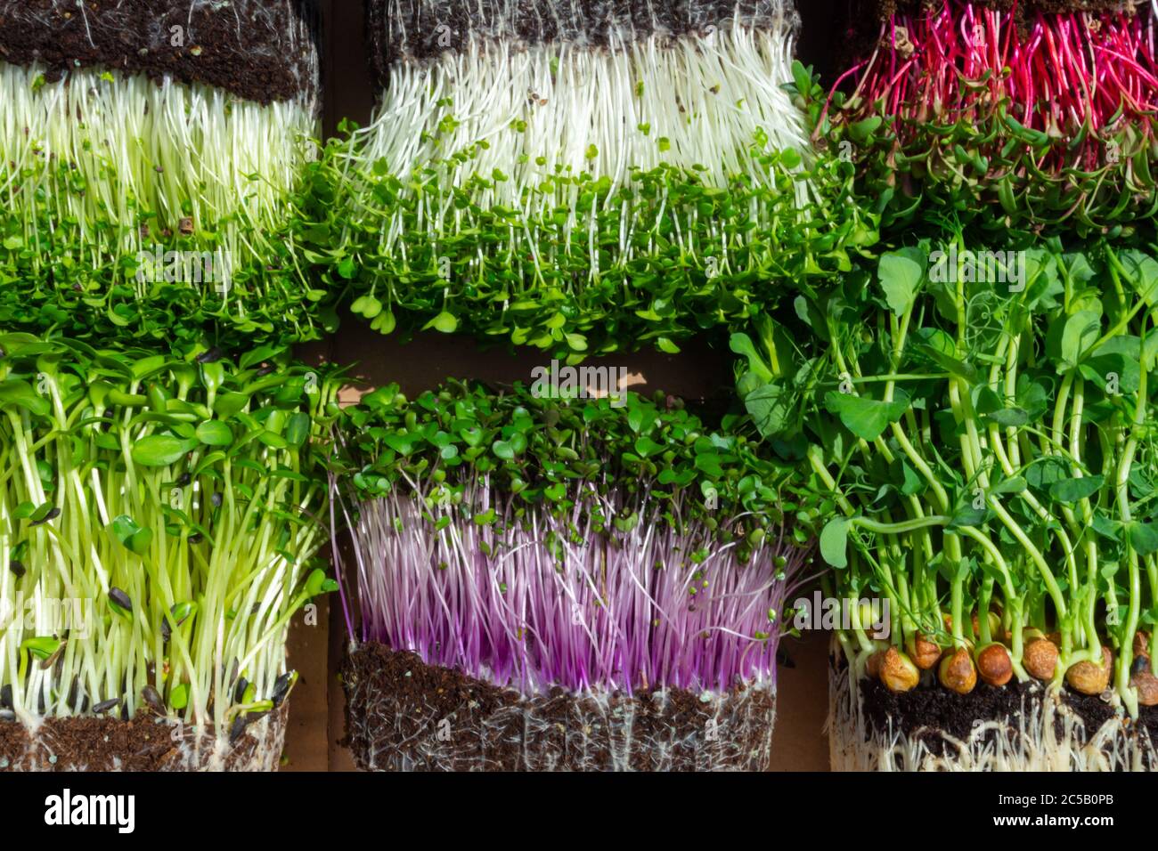 raw microgreen mixed sprouts, radishes, mustard, arugula, mustard, pea ...