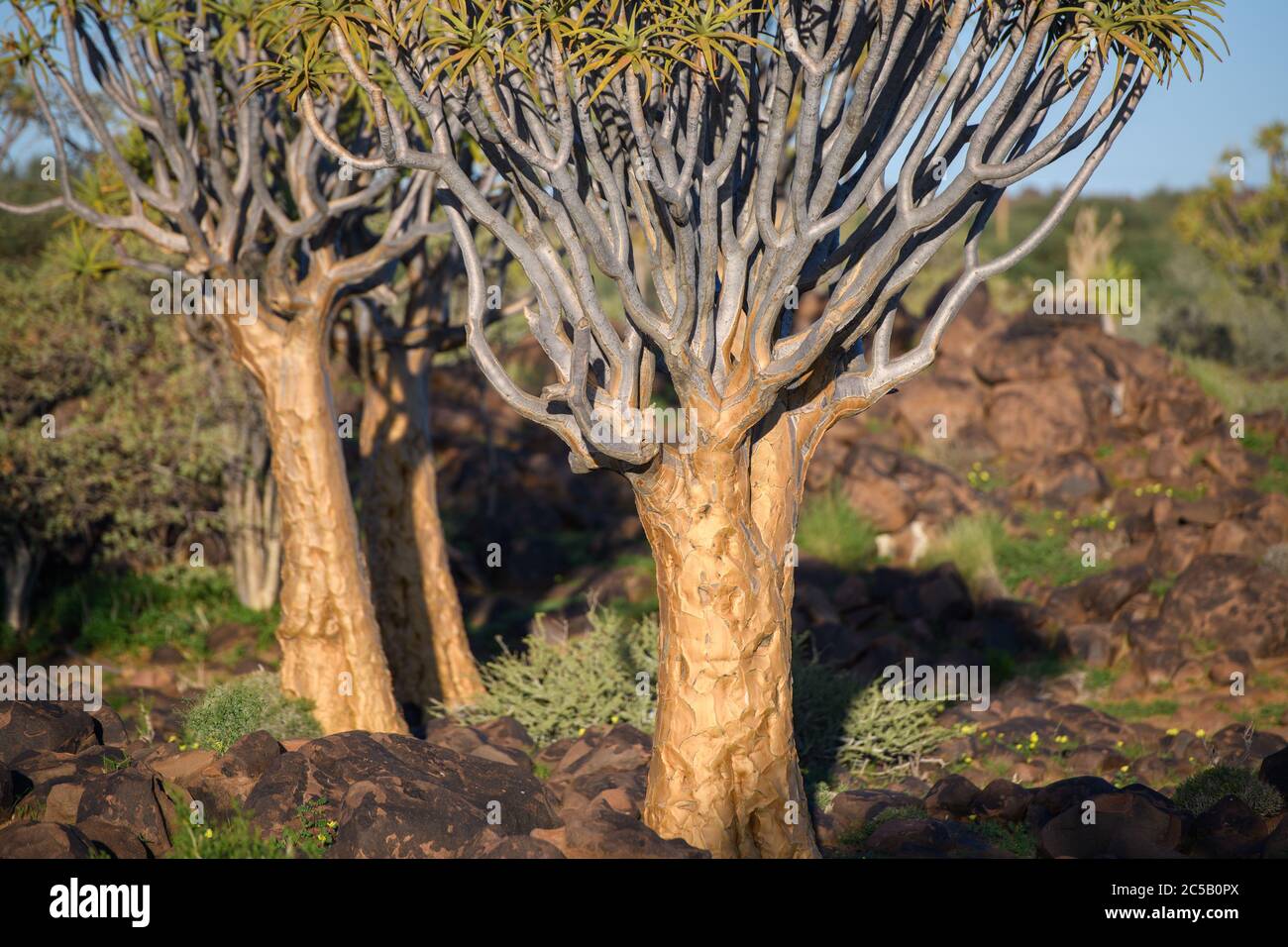 Quiver Tree Forest - Keetmanshoop Namibia Stock Photo - Alamy