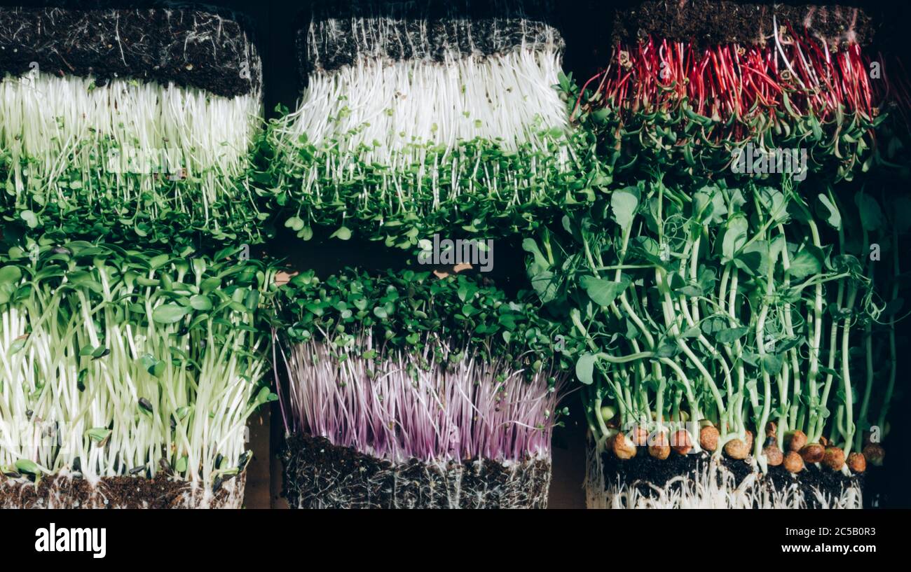 raw microgreen mixed sprouts, radishes, mustard, arugula, mustard, pea ...