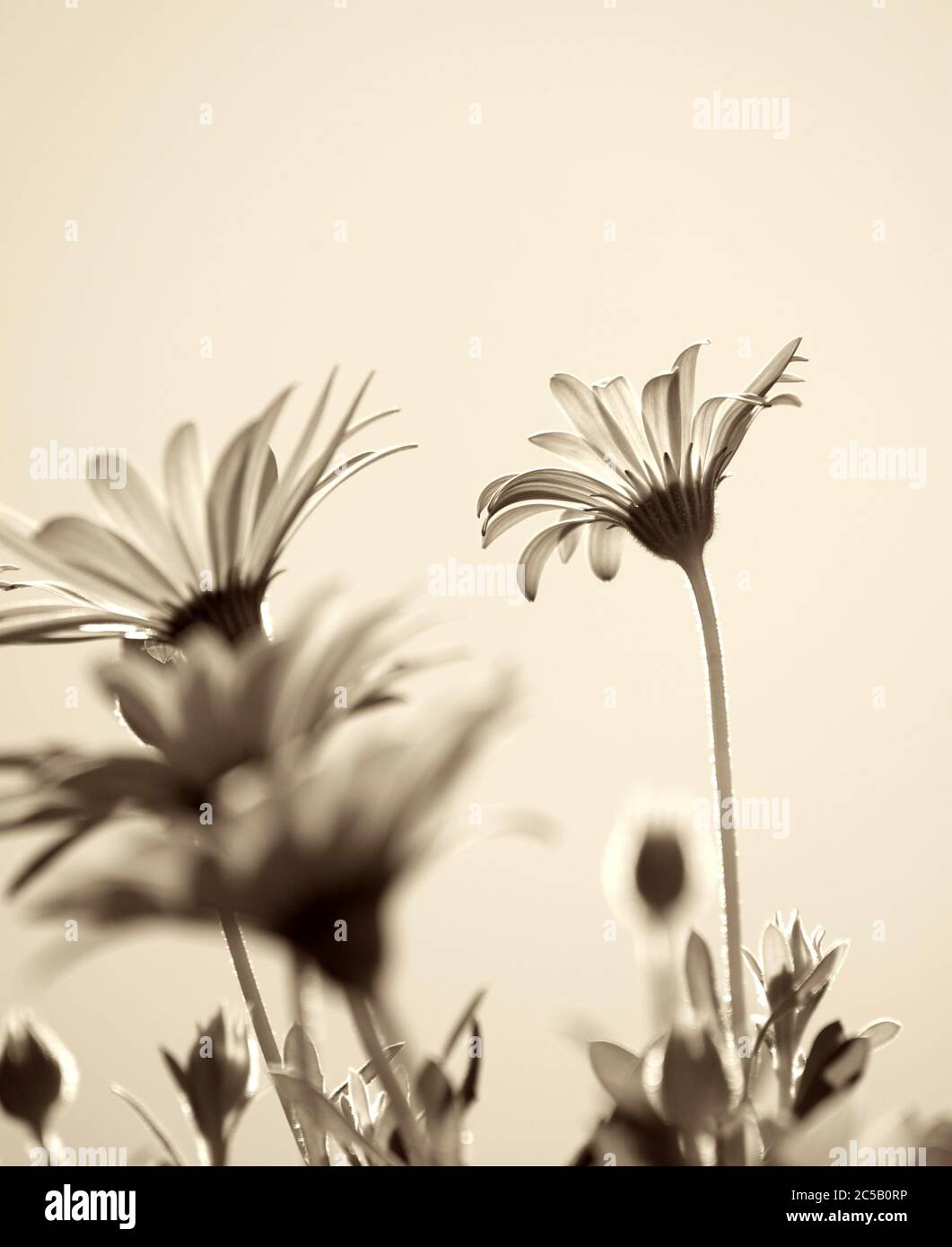 Sepia Image High Resolution Stock Photography and Images - Alamy