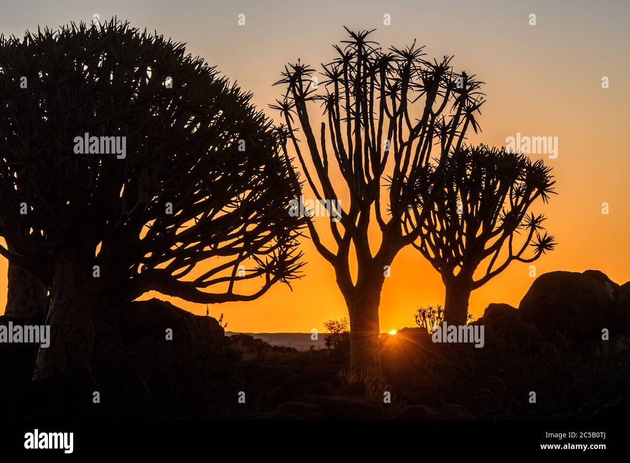 Sunsets behind Quiver Trees at the Quiver Tree Forest - Keetmanshoop ...