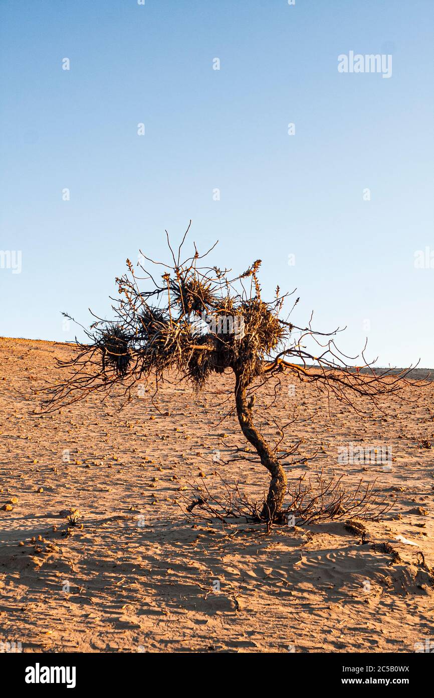 Tree growing on Peruvian desert. Nasca, Department of Ica, Peru Stock ...