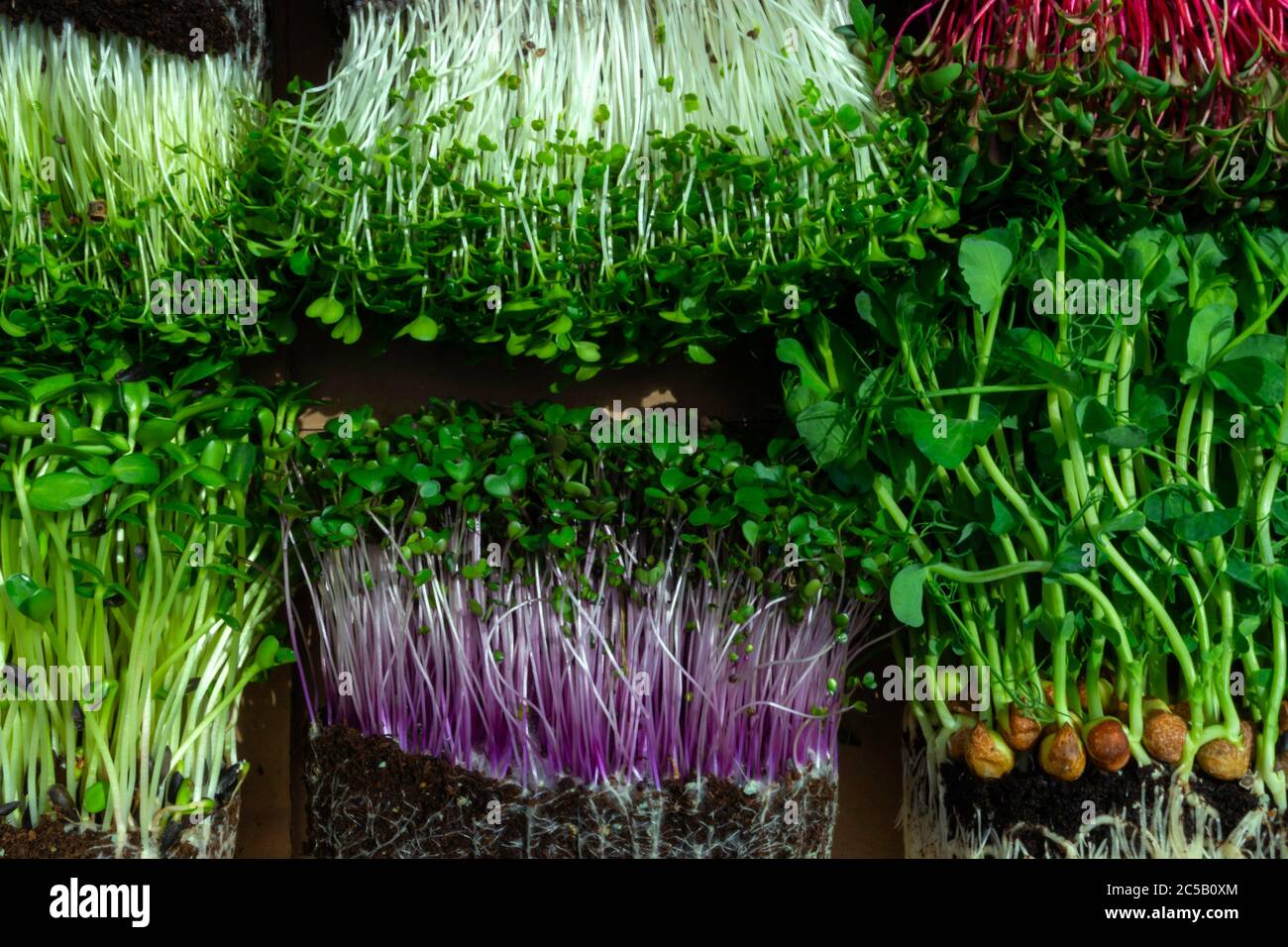raw microgreen mixed sprouts, radishes, mustard, arugula, mustard, pea ...