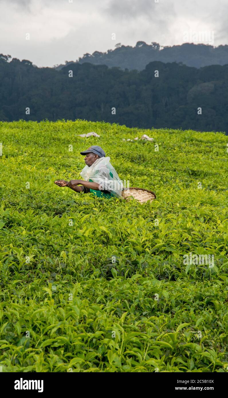 Tea plantation in the Lake Kivu region of Rwanda Stock Photo - Alamy