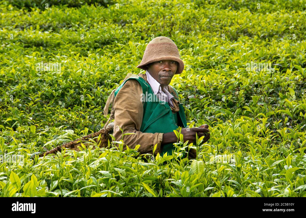 Tea plantation in the Lake Kivu region of Rwanda Stock Photo - Alamy