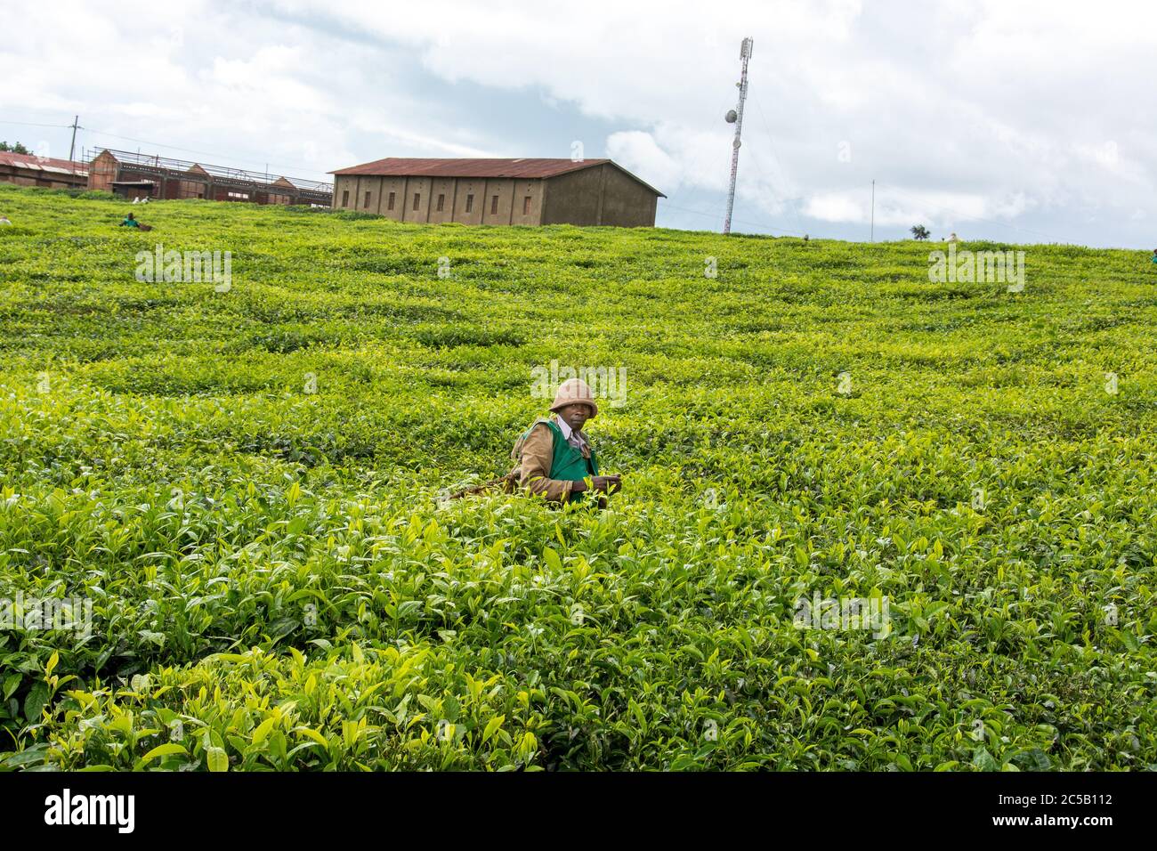 Tea plantation in the Lake Kivu region of Rwanda Stock Photo - Alamy