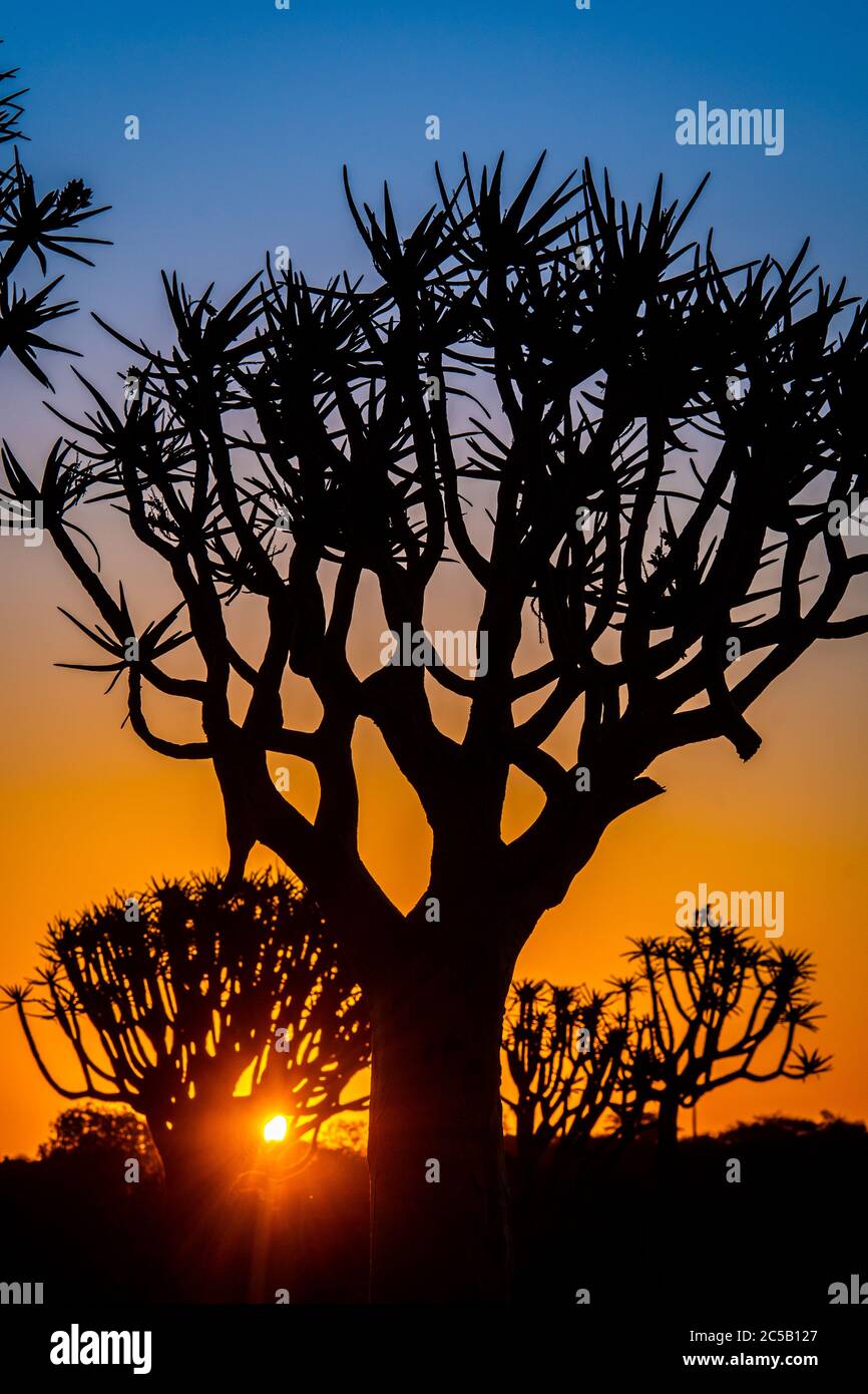 Sunsets behind Quiver Trees at the Quiver Tree Forest - Keetmanshoop ...