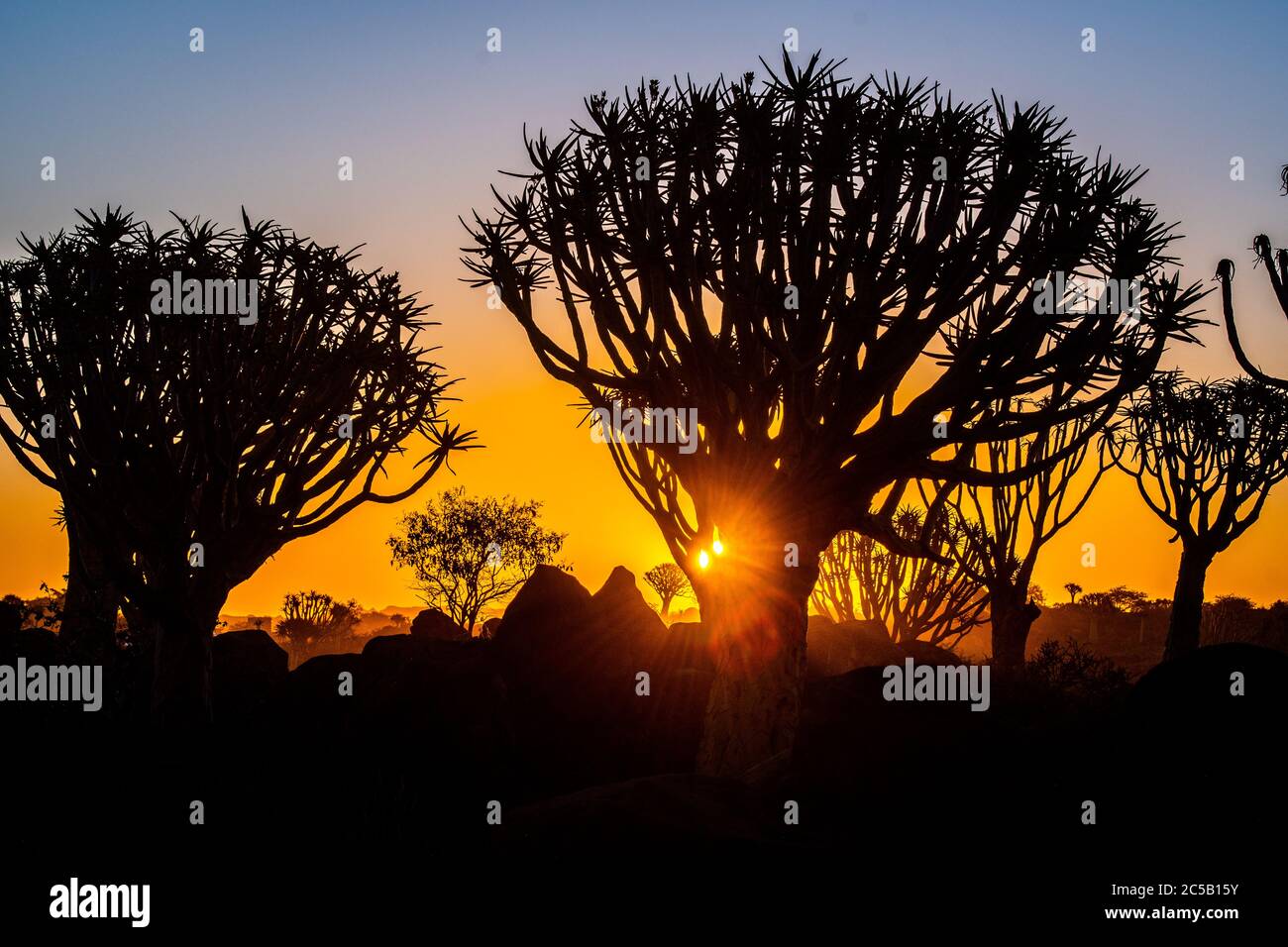 Sunsets behind Quiver Trees at the Quiver Tree Forest - Keetmanshoop ...