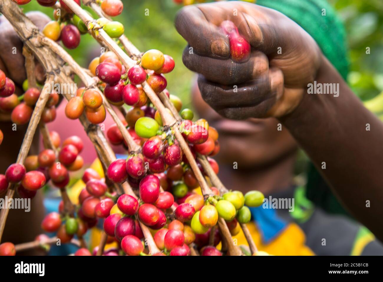 Gisuma Washing station and farmers of the collective Stock Photo - Alamy