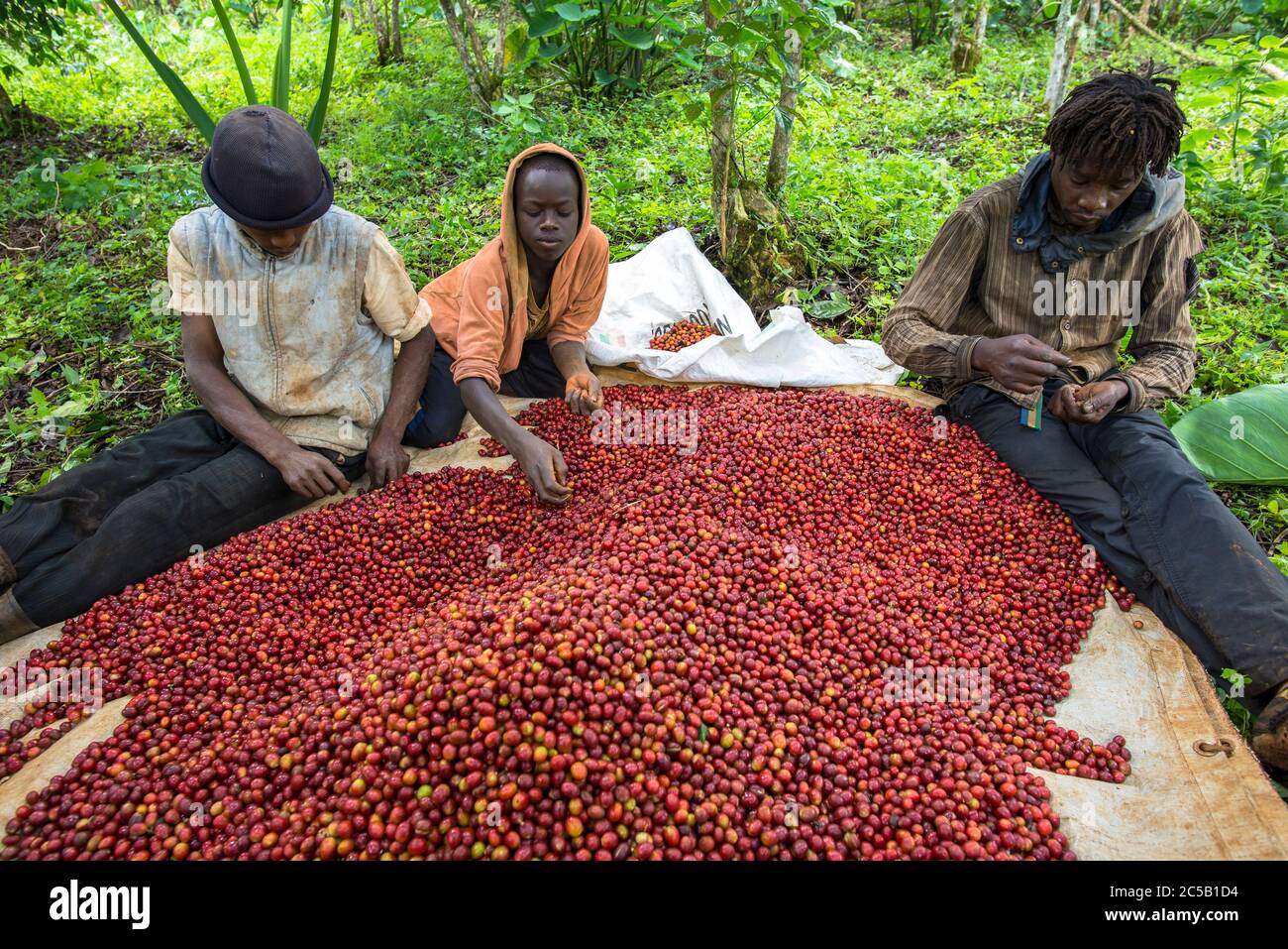 Coffee washing station hi-res stock photography and images - Alamy