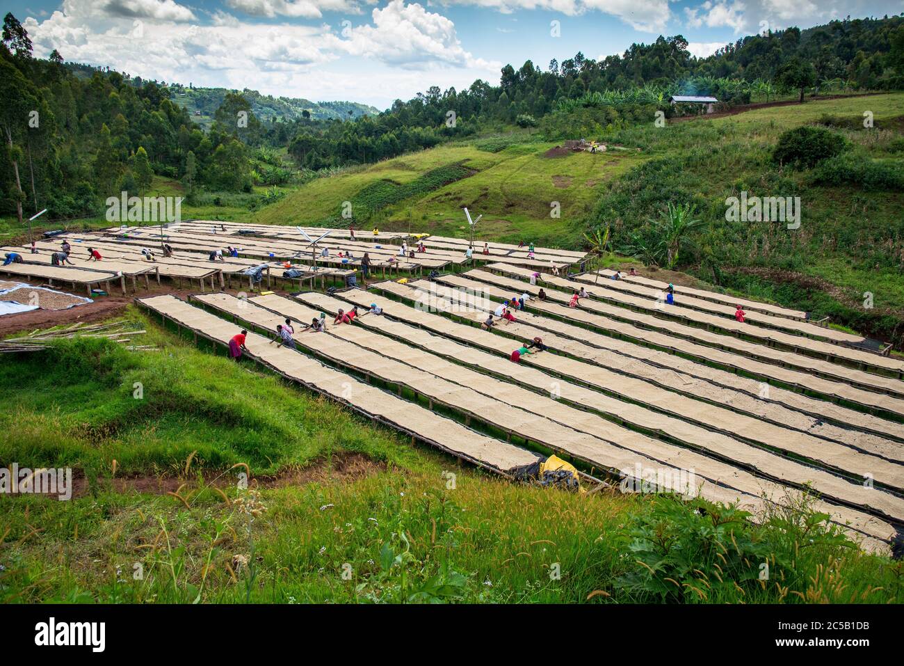 Lake Kivu Coffee Washing Stations High Resolution Stock Photography and ...