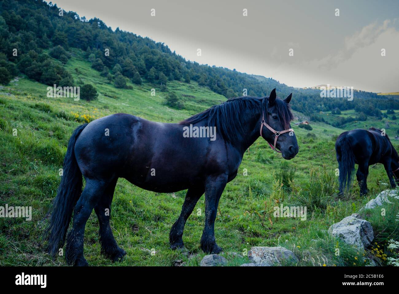 Closeup portrait of a beautiful black horse with a nice landscape in ...