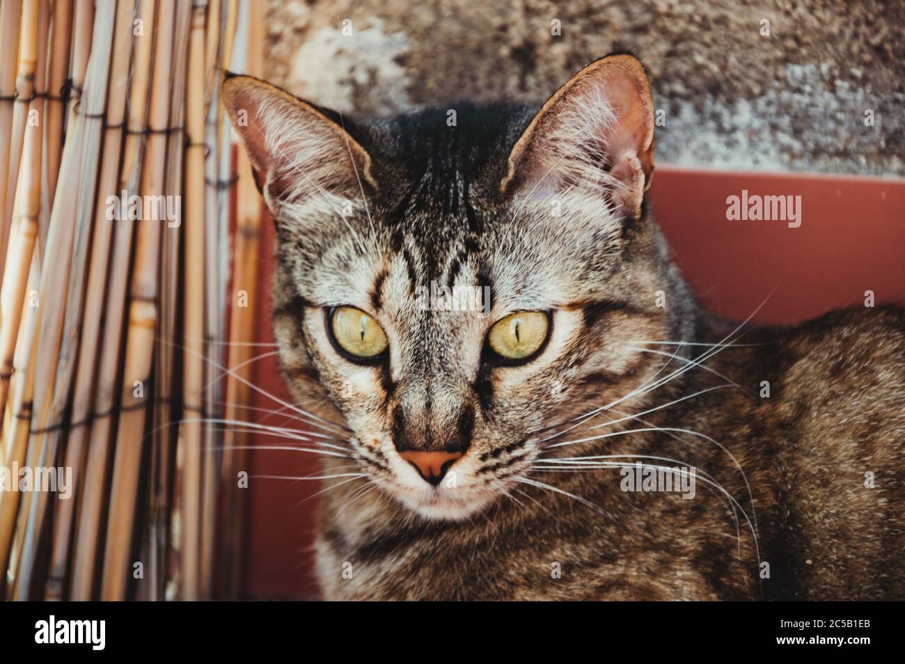 Closeup shot of a cat next to a thatch surface Stock Photo - Alamy