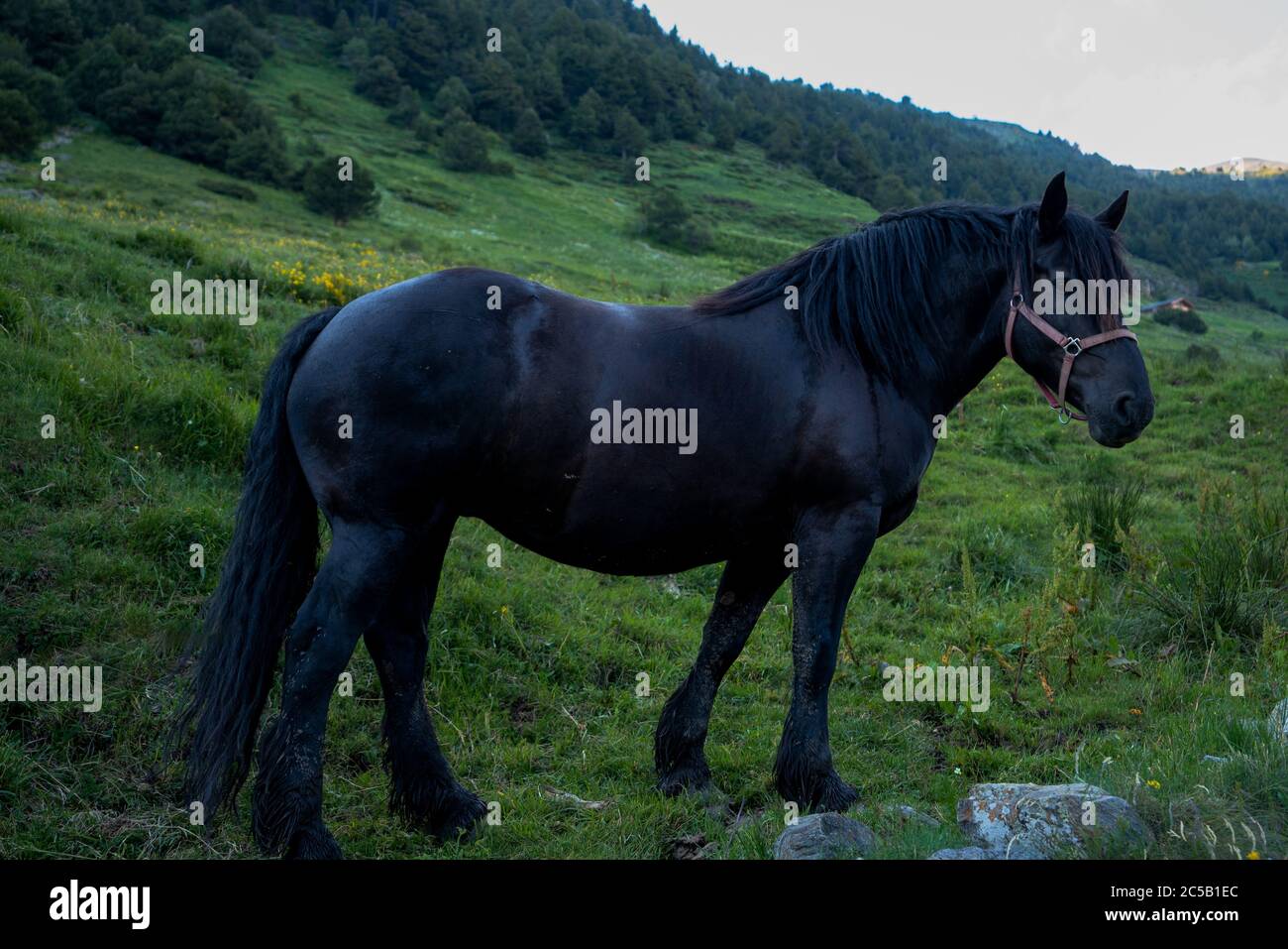 Closeup portrait of a beautiful black horse with a nice landscape in ...