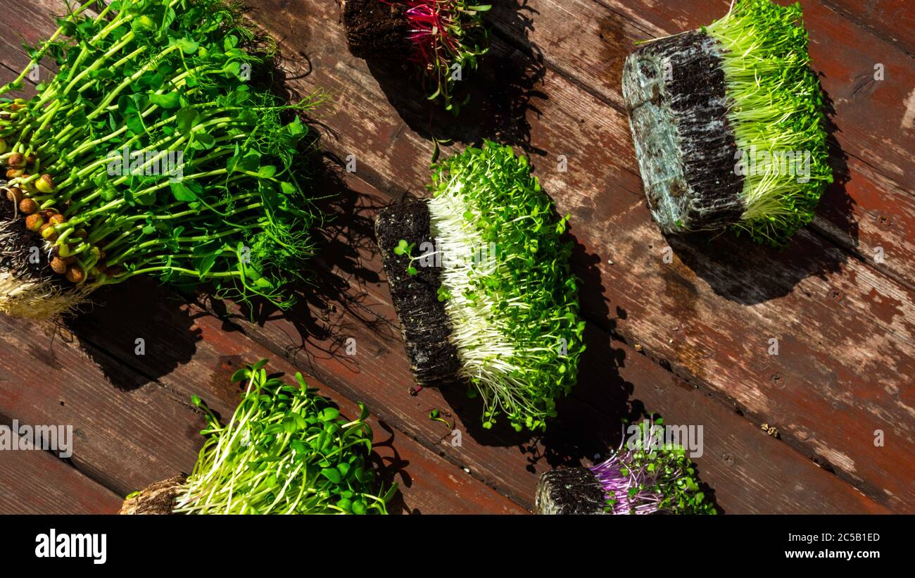 microgreens sprouts on wooden background, vegetable greens. Healthy ...