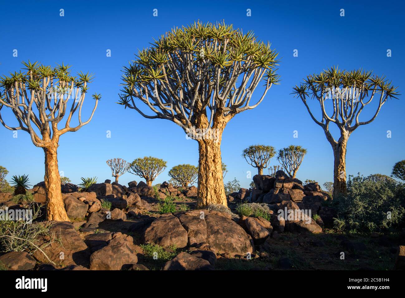 Quiver Tree Forest - Keetmanshoop Namibia Stock Photo - Alamy