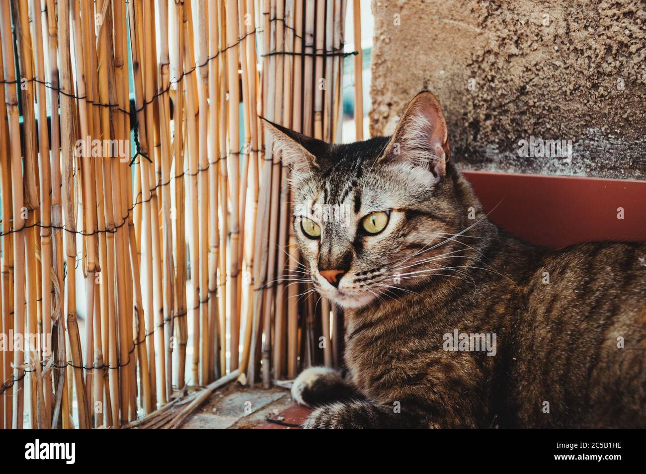 Closeup shot of a cat next to a thatch surface Stock Photo - Alamy