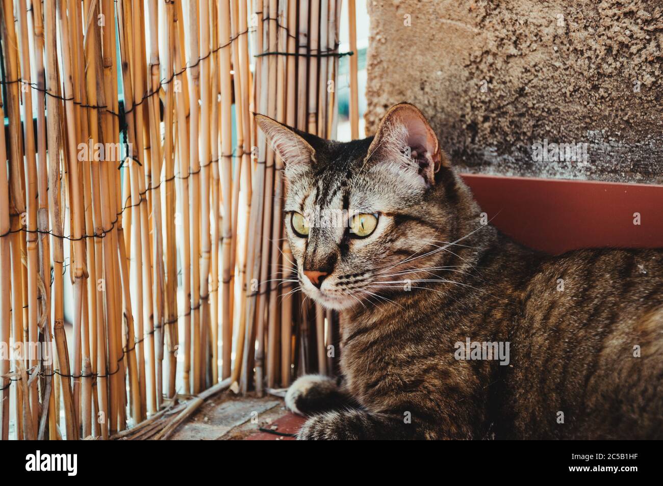 Closeup shot of a cat next to a thatch surface Stock Photo - Alamy