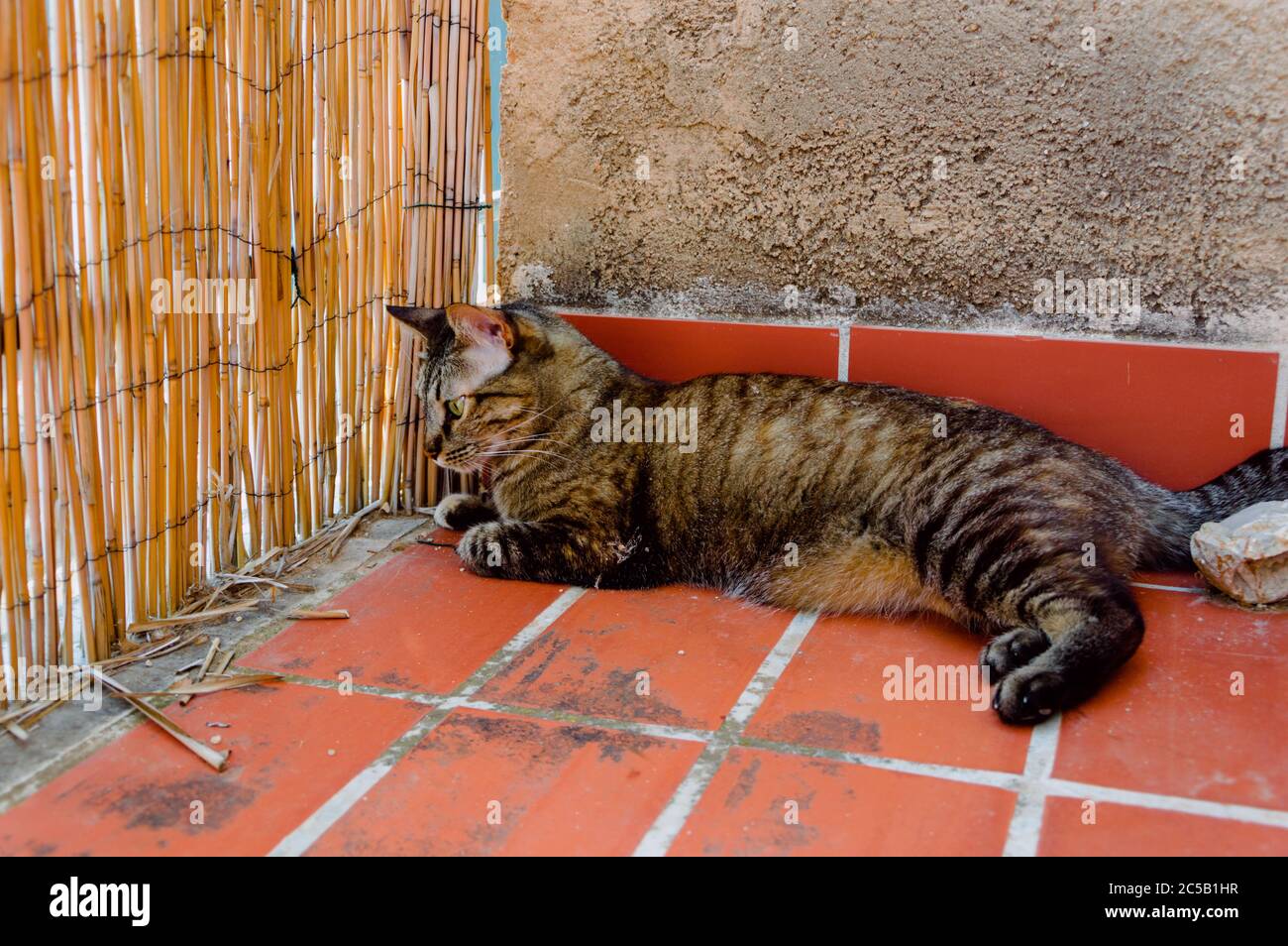 Closeup shot of a cat lying down next to a thatch surface Stock Photo ...