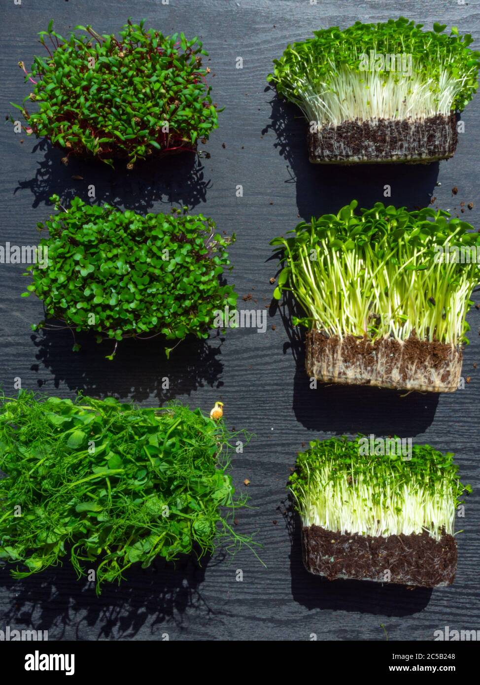 microgreens sprouts on wooden background, vegetable greens. Healthy ...