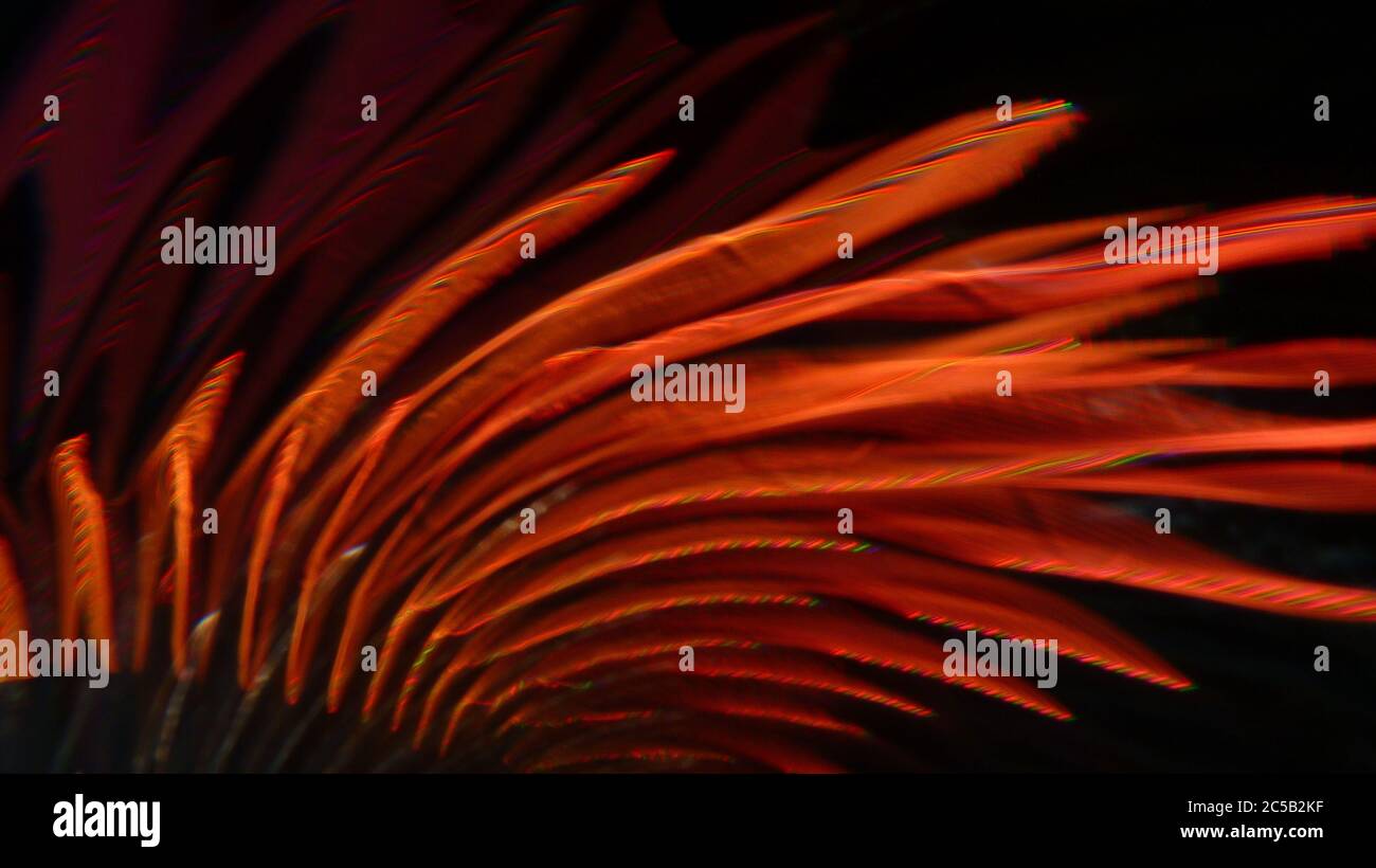 Horizontal shot of smooth red light art - Visual inspiration Stock ...