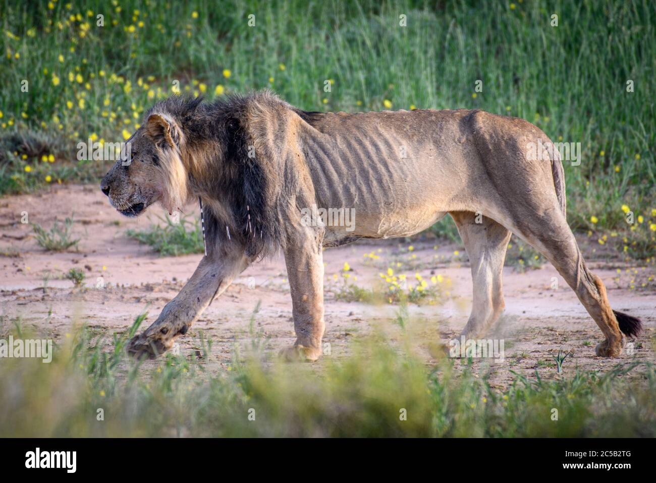 Lion - Kgalagadi ,South Africa Stock Photo - Alamy