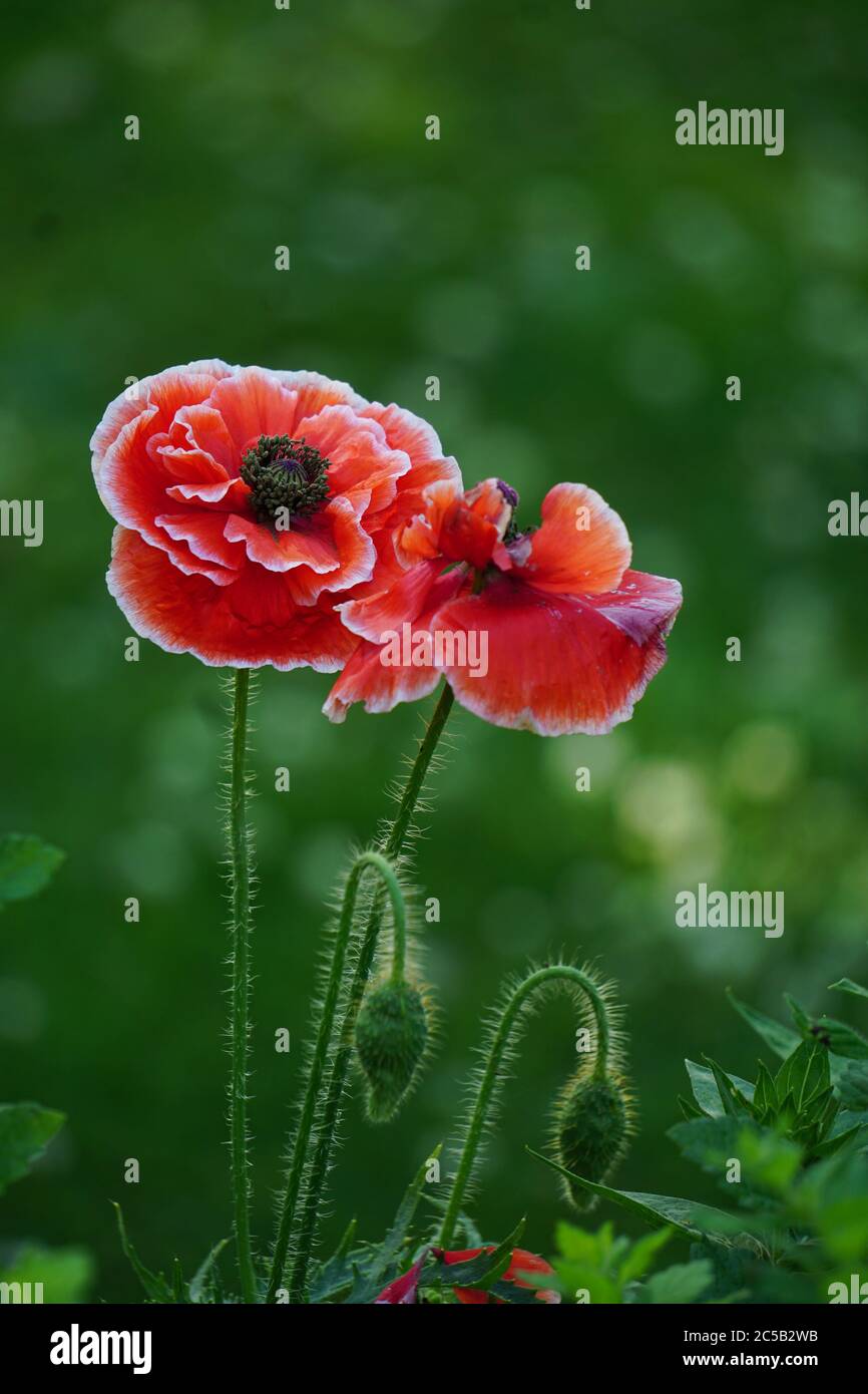 Red Multilayered Shirley Poppy Flower (Common Poppy Stock Photo - Alamy