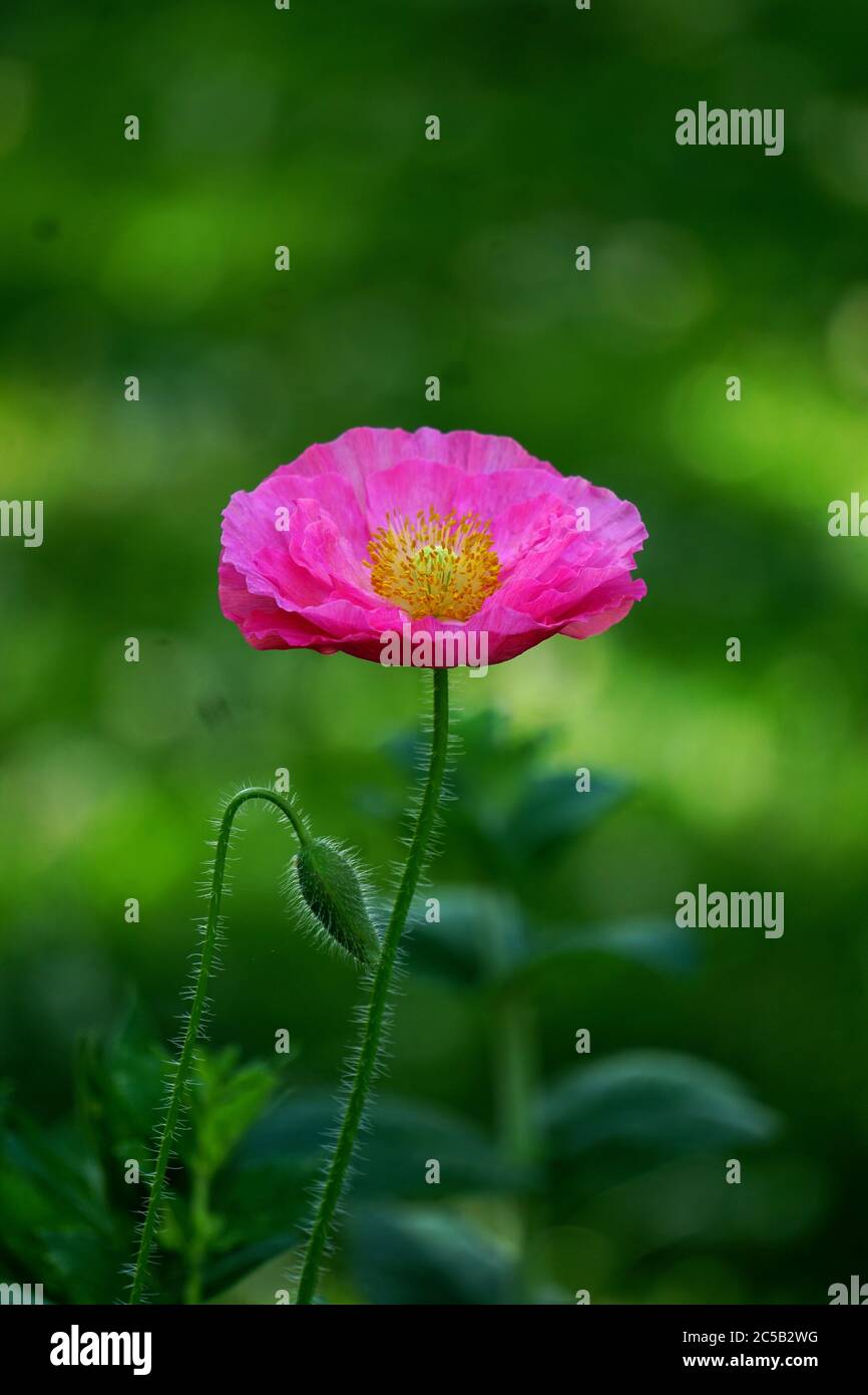 Common Poppy Pink
